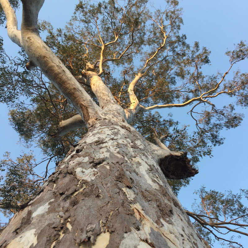 Galgi Ngarrk Conservation Group